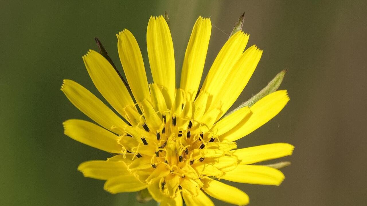 Pilosella: proprietà e benefici della pianta