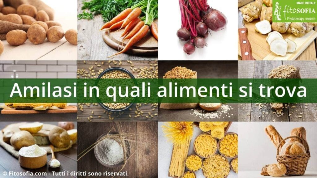 Alfa amilasi e ptialina: guida completa | Fitosofia