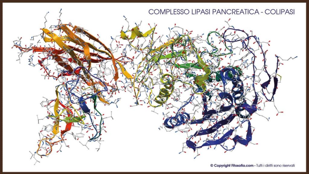 Enzima Lipasi e digestione dei lipidi (grassi)