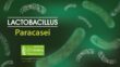 Lactobacillus paracasei: a cosa serve - Fitosofia®